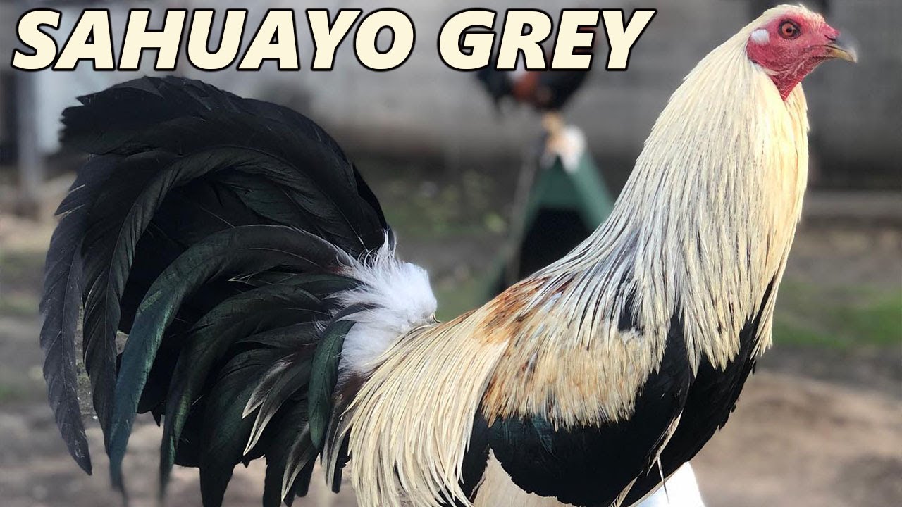 QUALITY !! Pure Sahuayo Grey Hatch Roundhead - Beautiful Birds Sahuayo ...