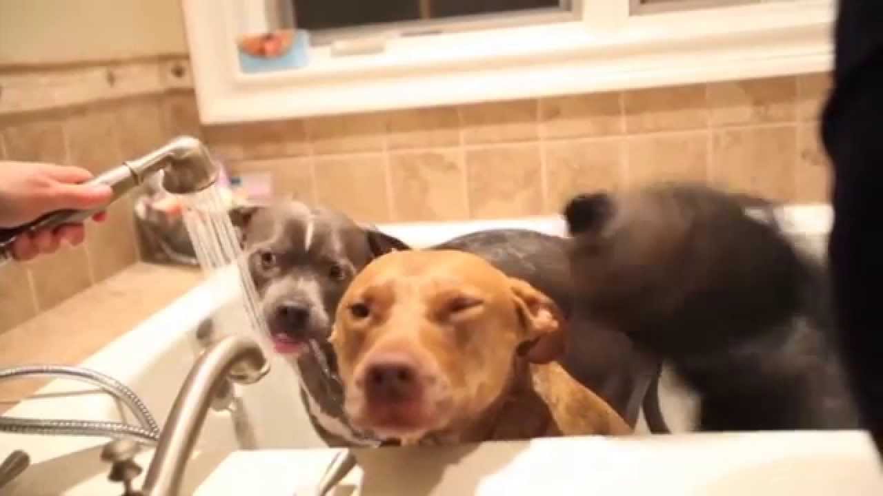Rub-A-Dub Dub, Three Dogs In A Tub - Life in the Dog House Ep. 17 - YouTube