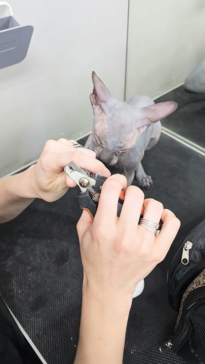 ГРУМИНГ КОТА #shorts #grooming #love #cat #косметика #зоосалон #кот # ...