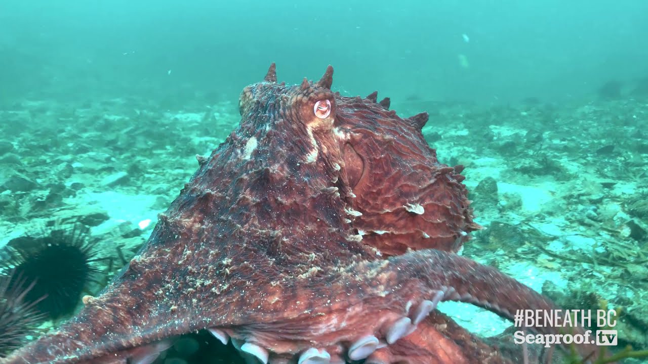 Giant Pacific Octopus Encountering Divers - YouTube