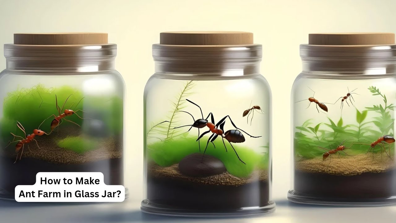 How to Make Ant Farm in a Glass Jar at Home? - YouTube