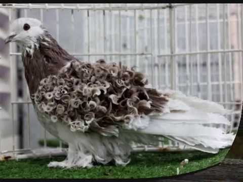 Exotic Colorfull Frillback Show Pigeons WWW.DonsPigeons.Com - YouTube