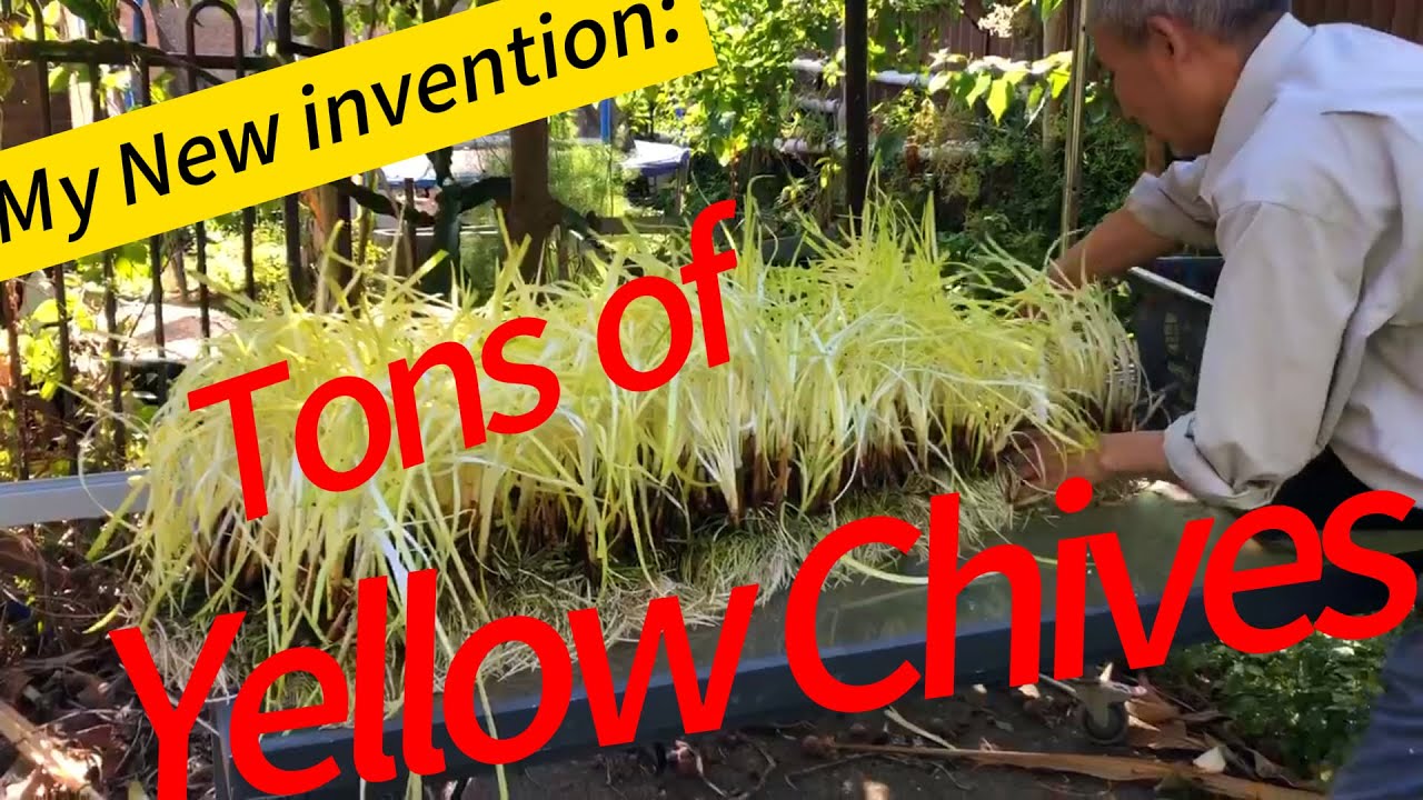 The Best Way To Grow Chives In A Hotbed ，Small Space, High Yield: How ...