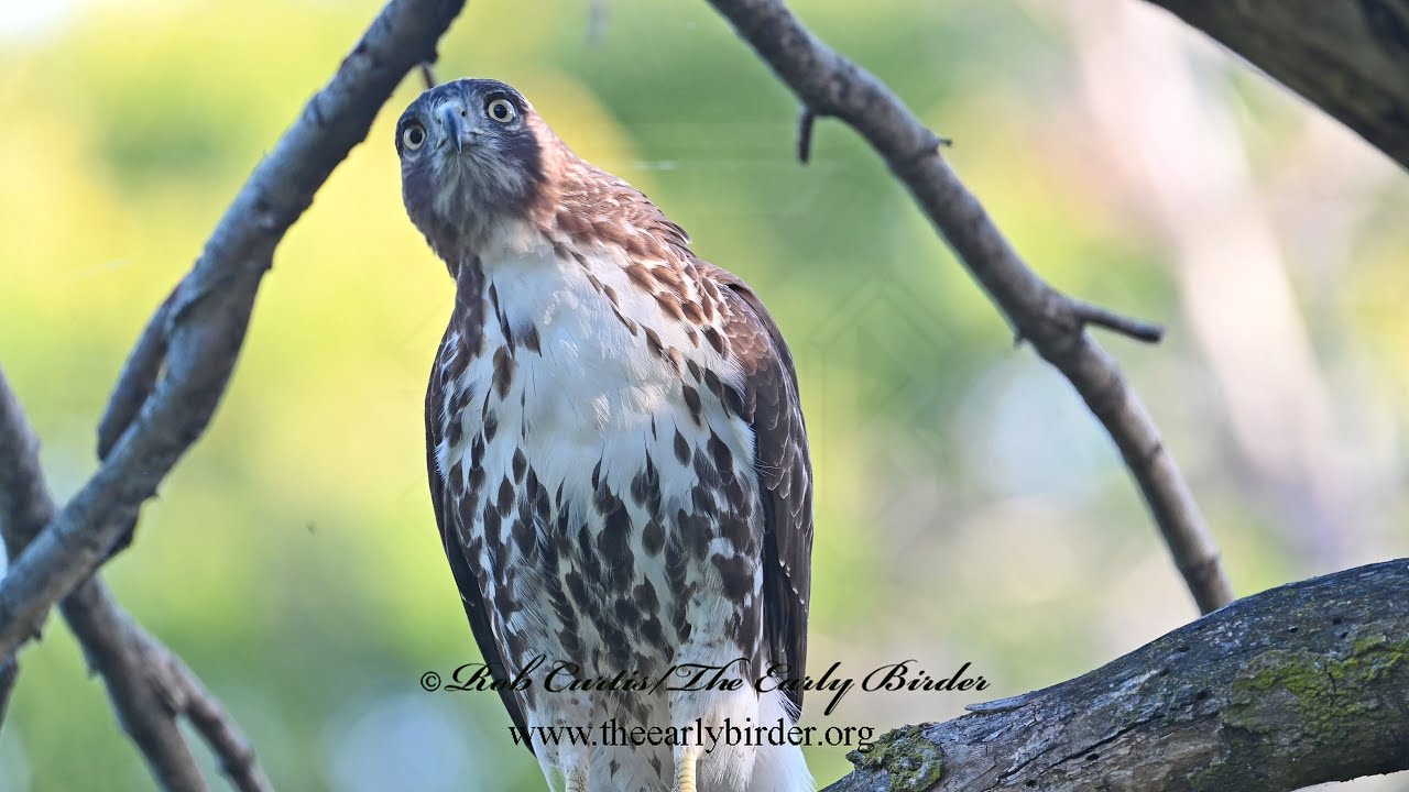 Buteo jamaicensis RED-TAILED HAWK preening, looking for prey 3047398 ...