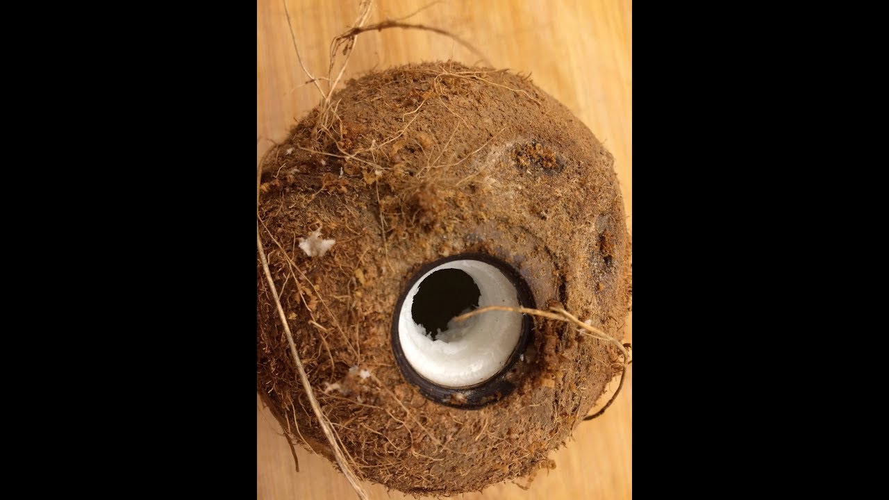 Coconut Drill Press Tips - YouTube