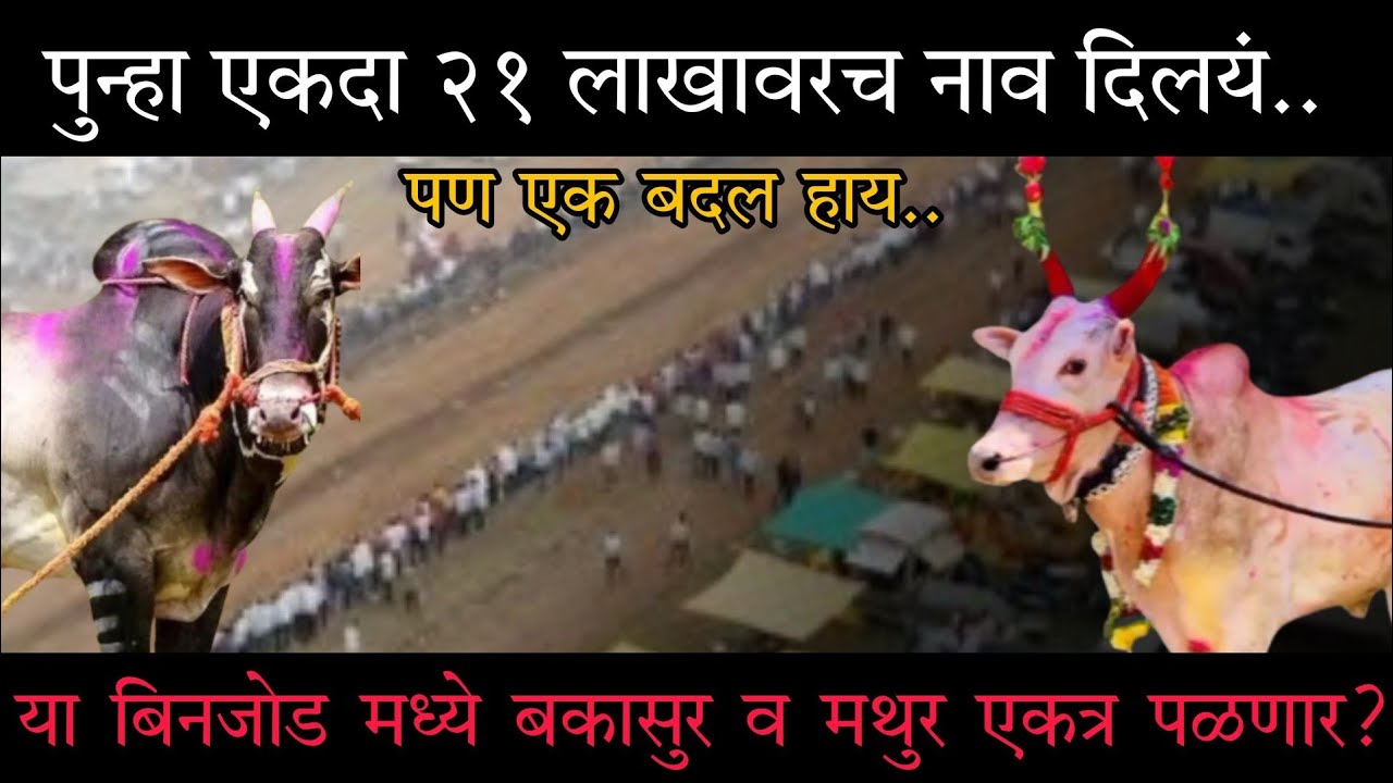 mathur ani bakasur || mathur bail sharyat || मथुरचा ओपन चॅलेंज #video # ...