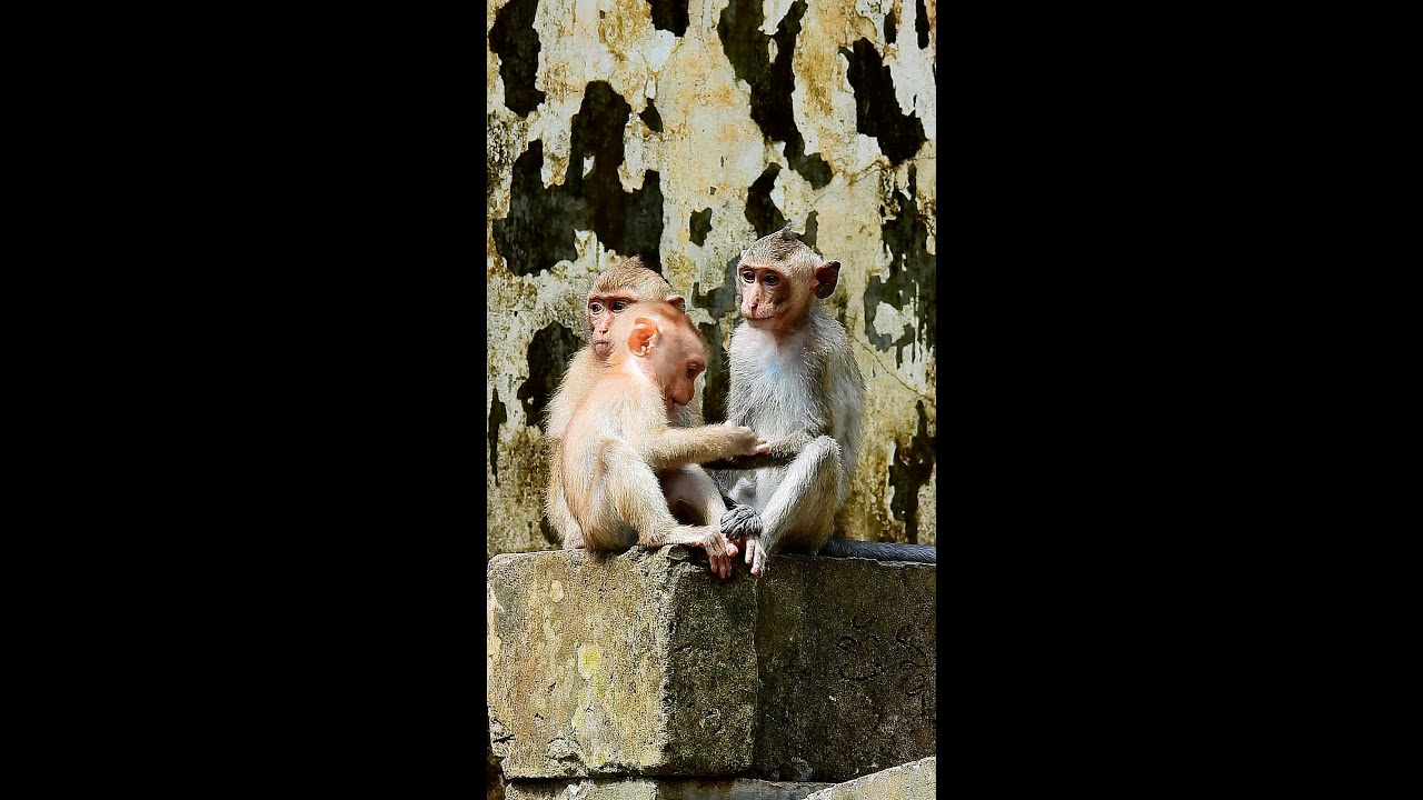 Monkey Dawn updated today July 10 2023, she look recover now - YouTube
