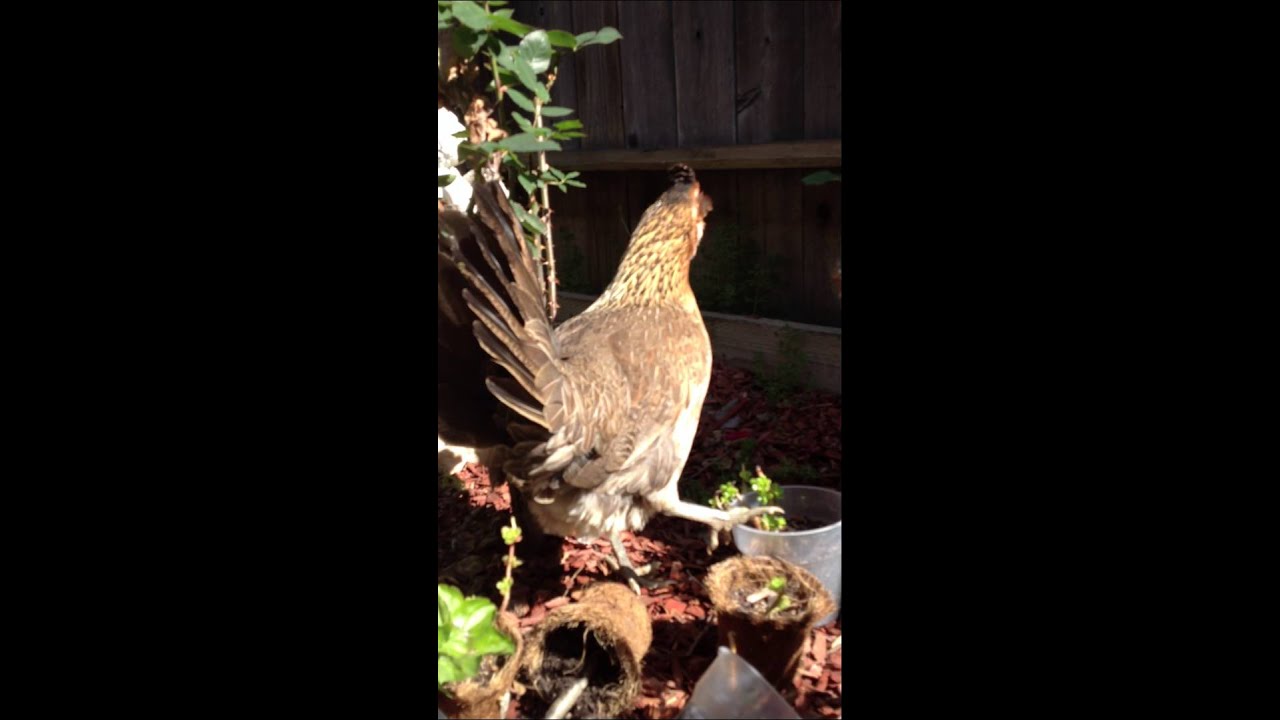 Pure Billy Ruble hatch muff toppy - YouTube