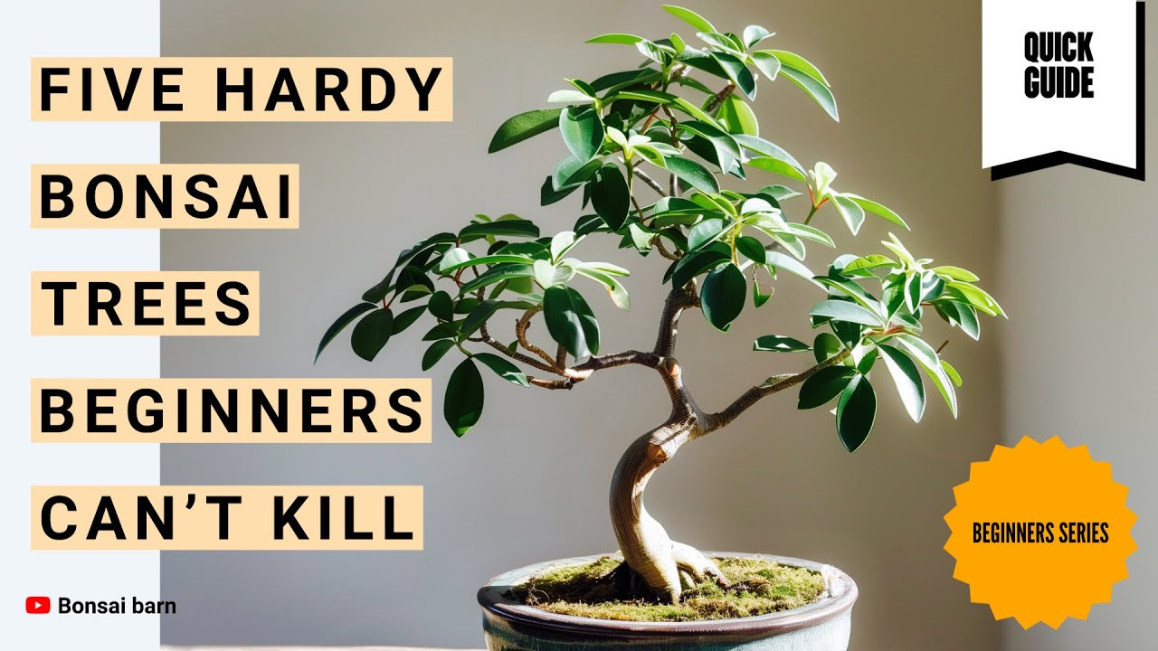 “Five Hardy Bonsai Trees Beginners Can’t Kill.” - YouTube