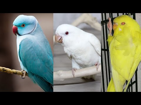 blue cobalt ringneck parrot price in Pakistan| hogo parrot price| white ...