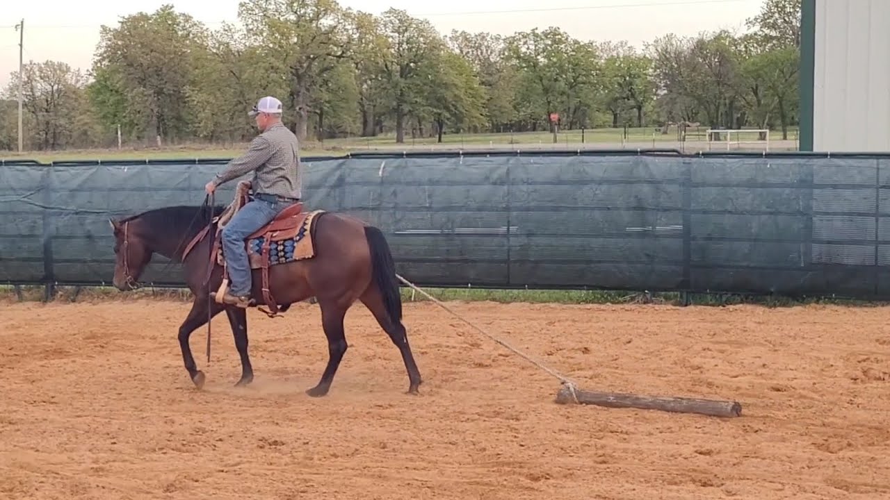 Im Shelbys Shadow - Dragging A Log, Obstacle Course & Roping - YouTube