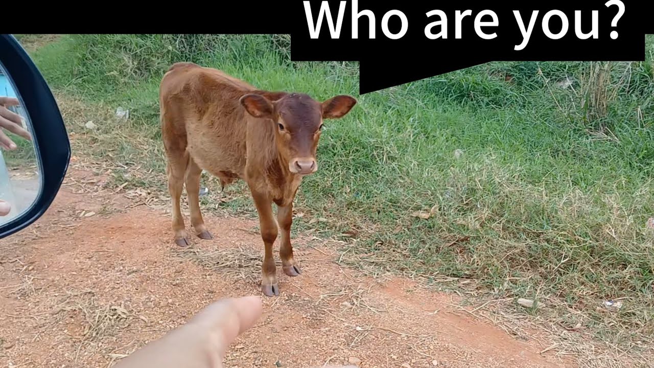 Baby Calf Day Out. - YouTube