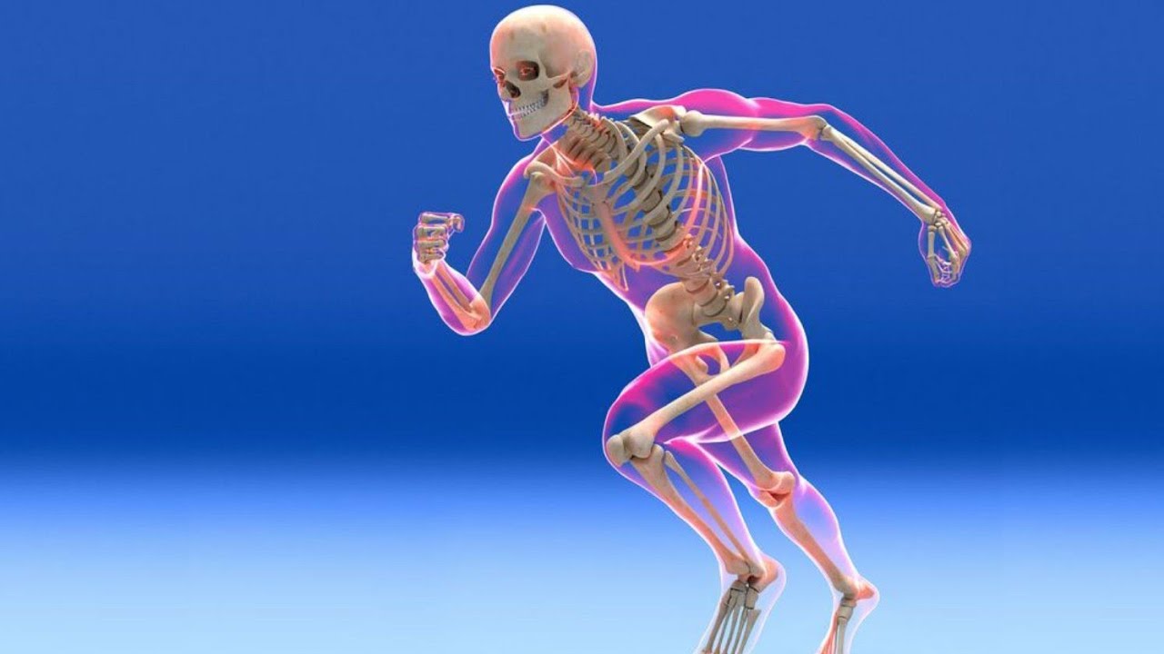 What Is Skeletal System its Classification And Structure YouTube what-is-skeletal-system-its-classification-and-structure-youtube