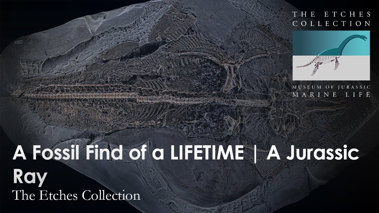 A Fossil Find of a LIFETIME | A Jurassic Ray - YouTube