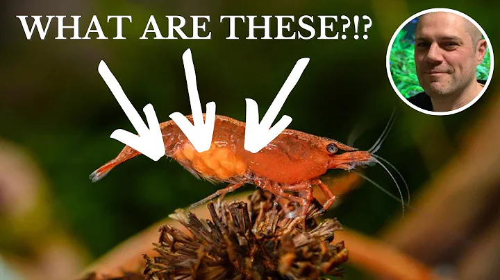 Where Do Shrimp Lay Eggs 2024