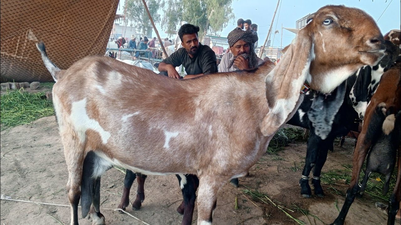Pure Amritasari Beetle Doodh wali Aur Gaban Bakriyan || high price ...