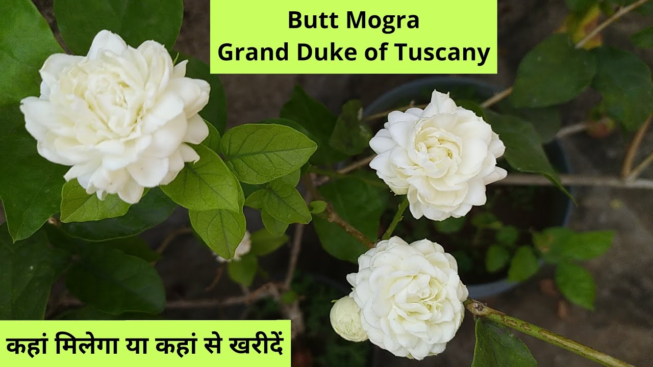 Butt Mogra । Grand Duke of Tuscany कहां मिलेगा या कहां से खरीदें - YouTube