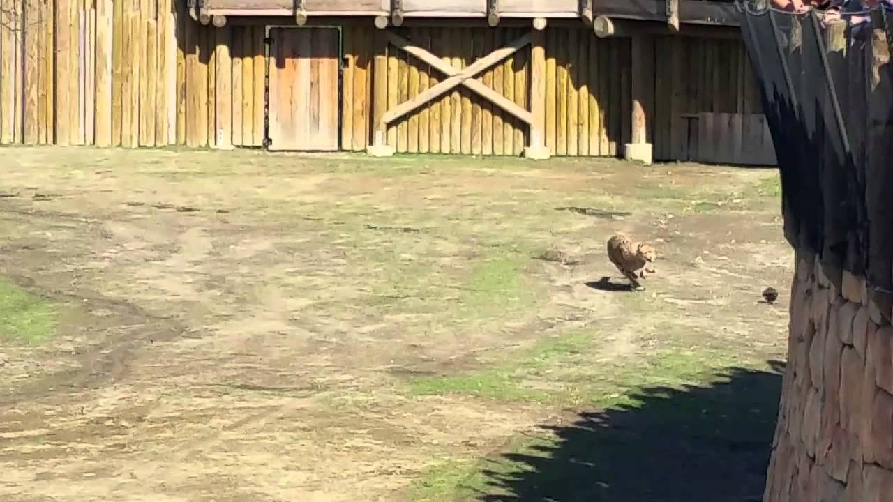 CHEETAH RUN @ COLUMBUS ZOO - YouTube