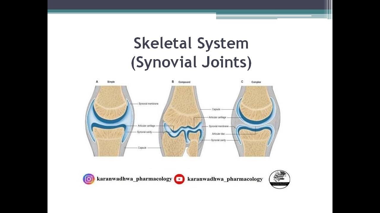 Skeletal System | Synovial Joints | Parts and Types - YouTube