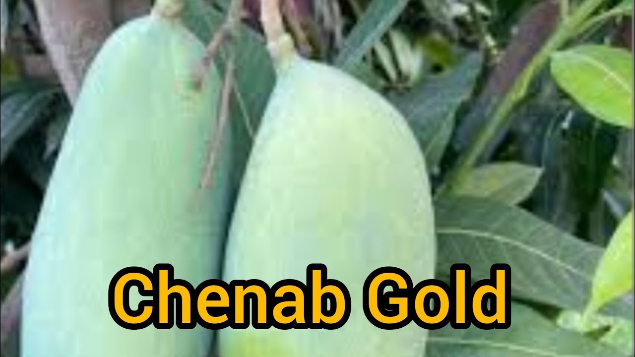 Different Mango varieties in Multan Mango Festival 2024 - YouTube