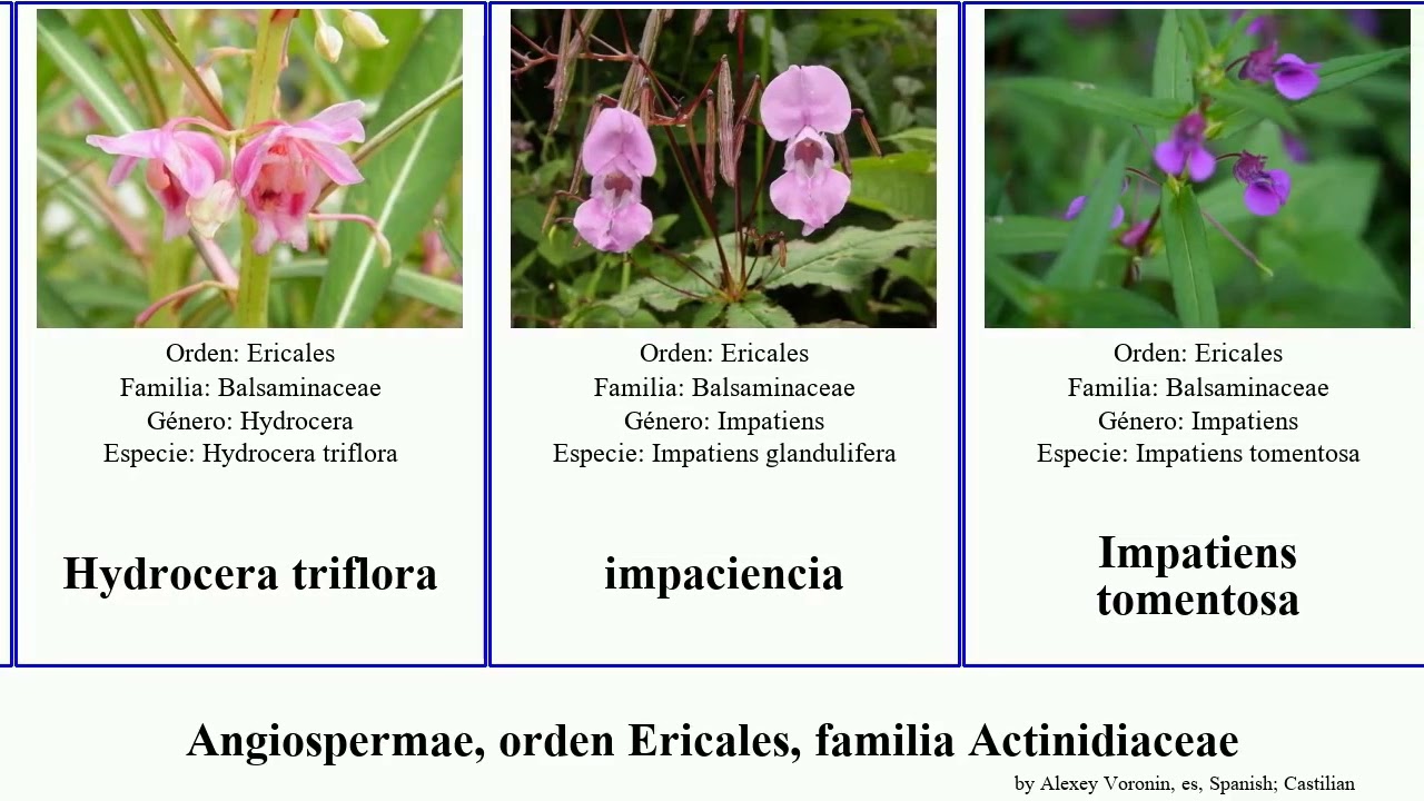 Angiospermae, orden Ericales, familia Actinidiaceae sarracenia ...