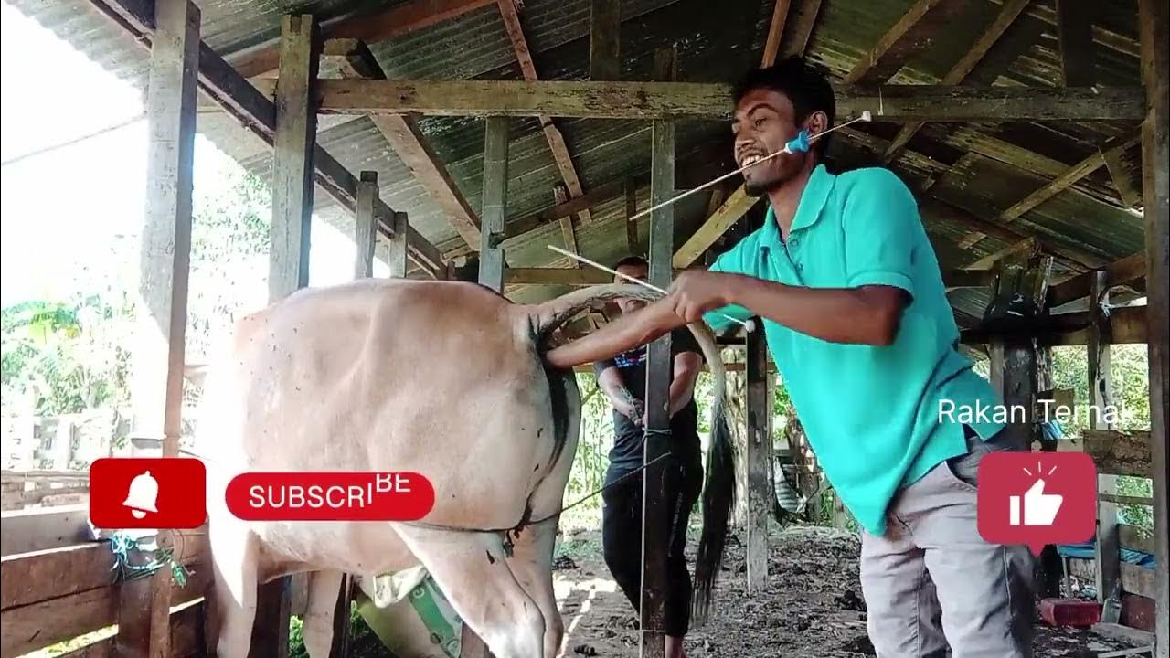 Artificial insemination,inseminasi buatan pada sapi bali - YouTube