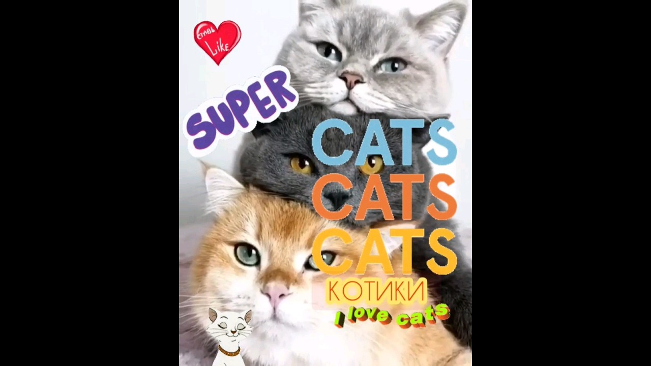 Забавные котики🐈 Какие же они милые🤗 Смотреть и получать удовольствие 🥰 ...