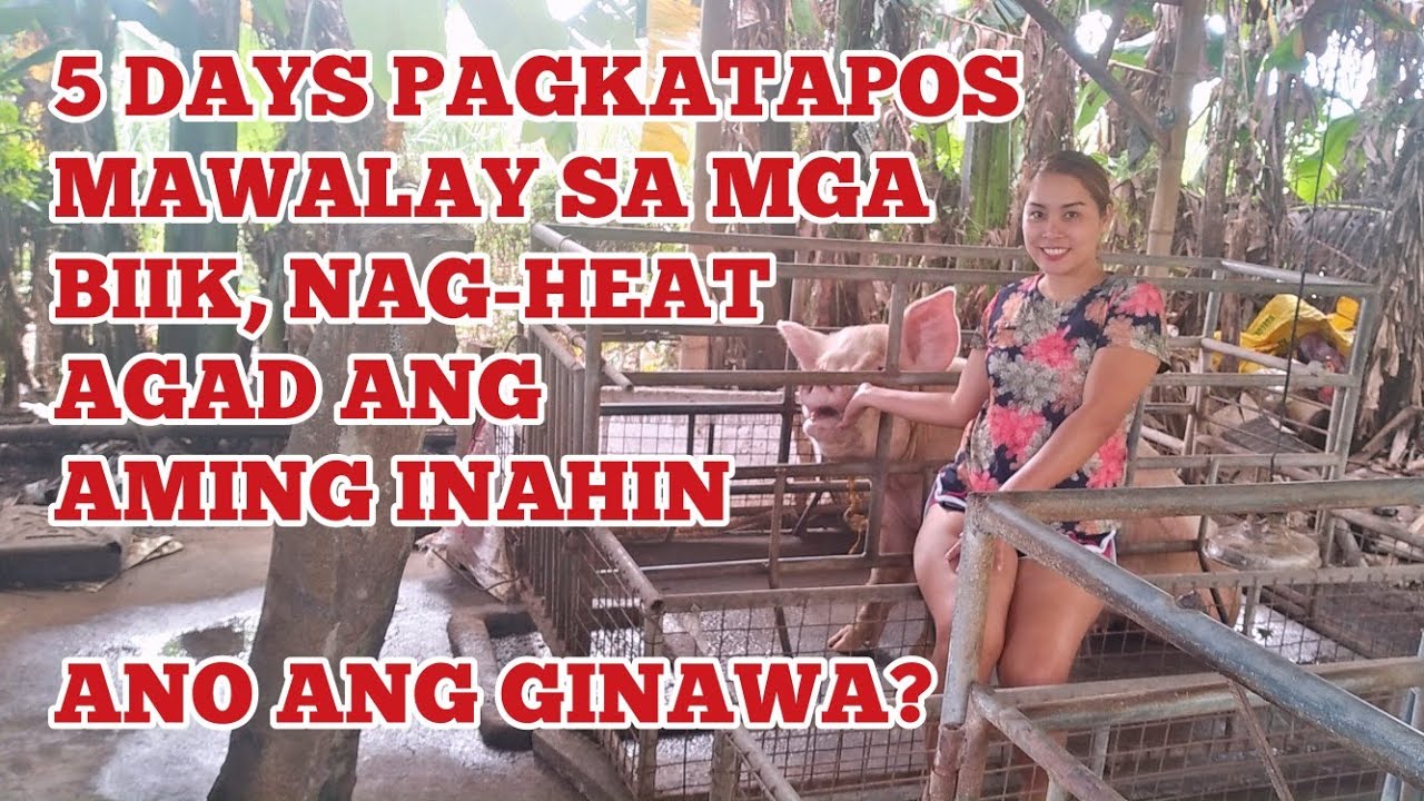 Ano ang gagawin para mag-heat ang inahin 5 days mula pagkawalay sa mga ...