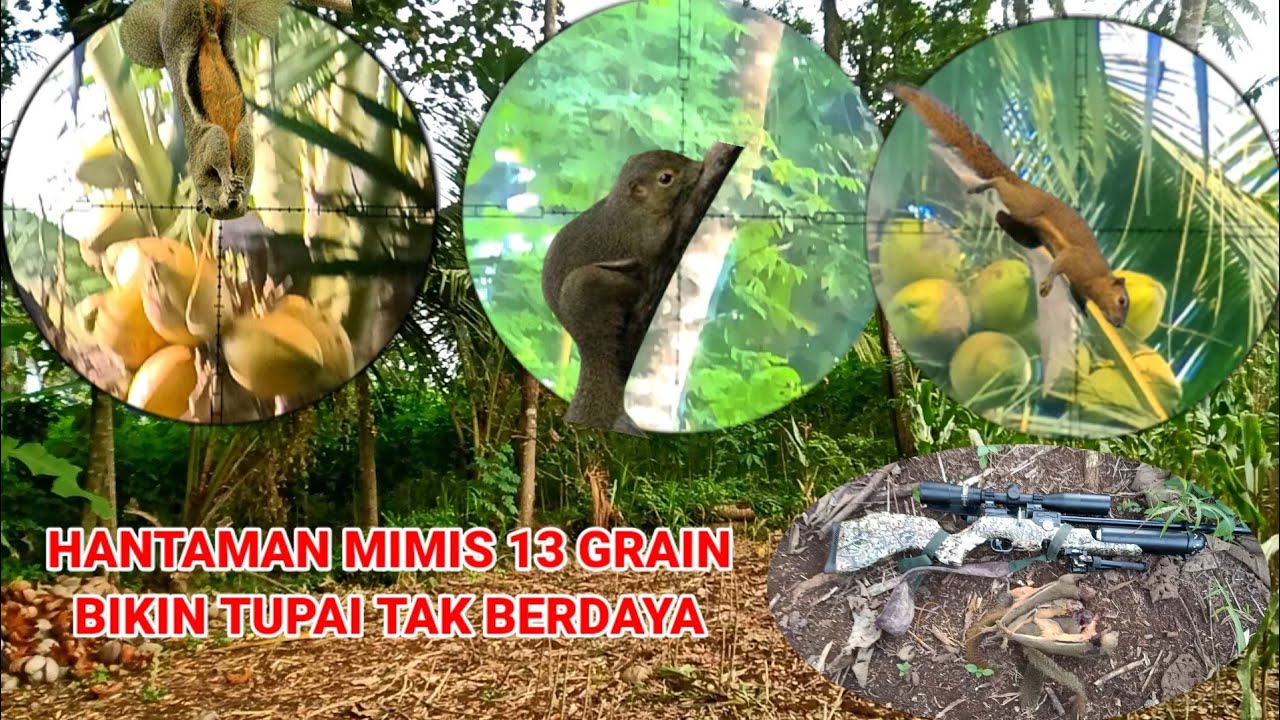 BERBURU HAMA TUPAI KELAPA ATAU BAJING YANG SELALU BIKIN RESAH - YouTube