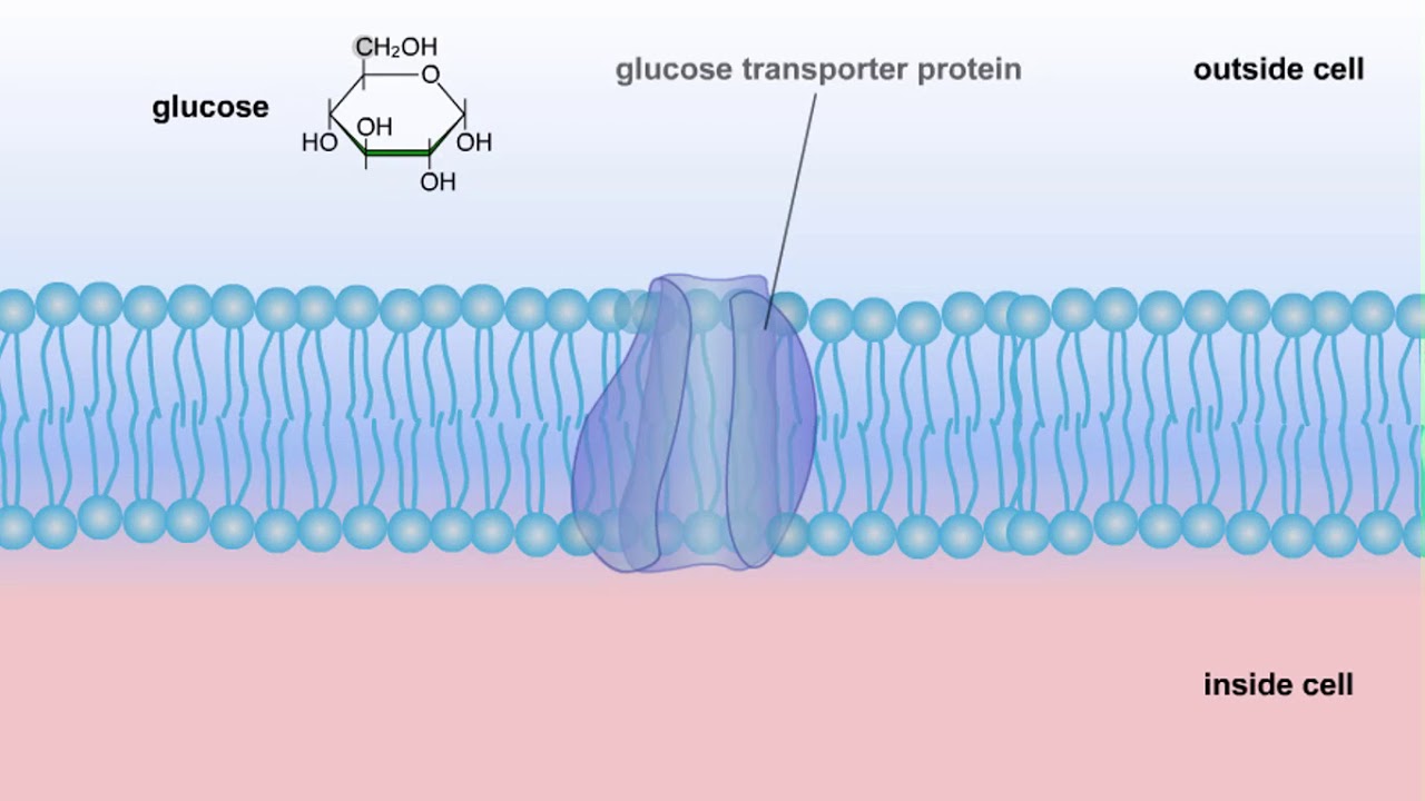 Glucose Transporter Protein