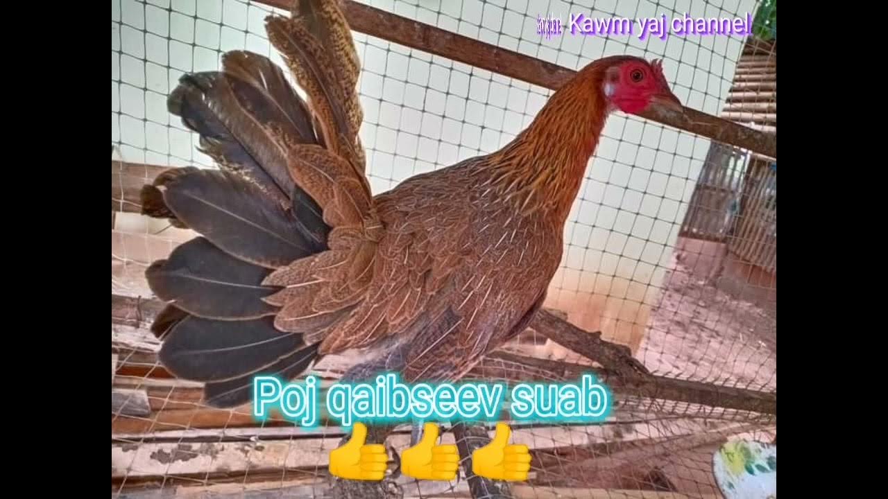 poj qaib seev (Tieng Ga Rang) ສຽງ ໄກ່ ປ່າ ຕົວ ເມຍ - YouTube