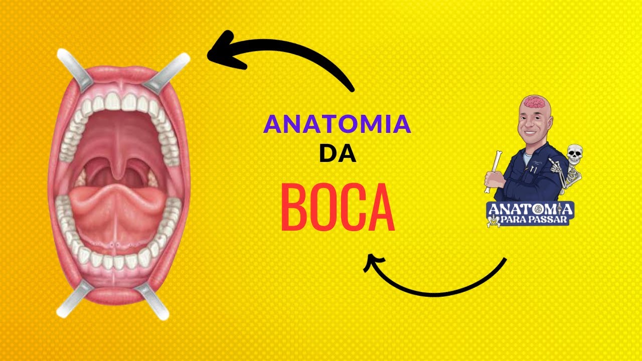 Anatomia da boca - YouTube