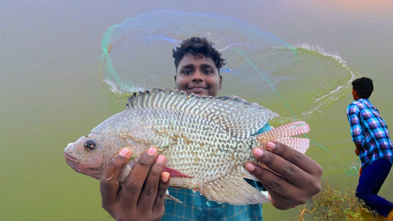 Cast Net Fish Hunting|விசிறி வலையில் பிடித்த ஆந்திரா சிலேபி மீன் ...