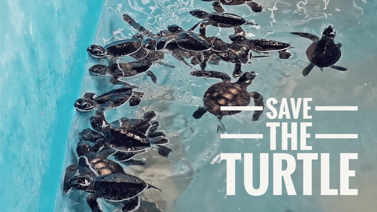 Please Help The Baby Turtles!! | Visit to Cherating Turtle Sanctuary ...