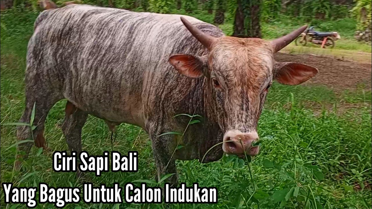 CIRI SAPI BALI YANG BAIK UNTUK INDUKAN - YouTube