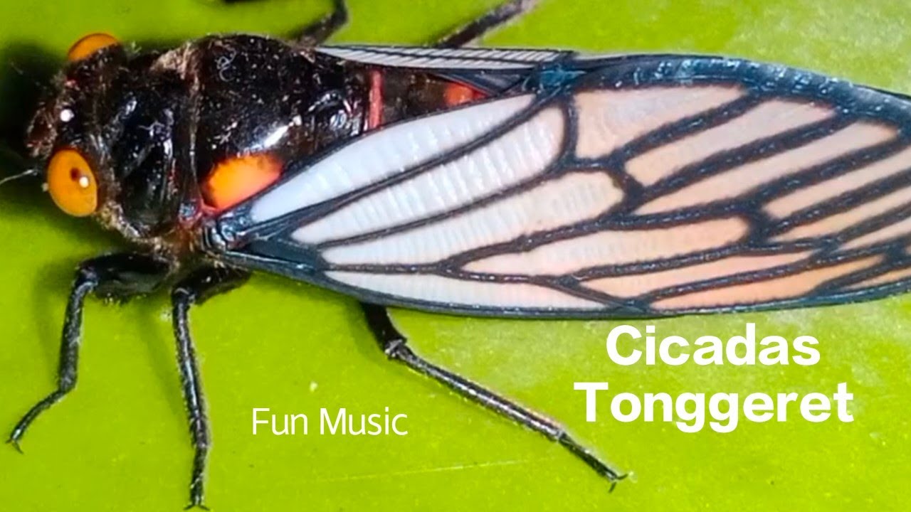 Cicadas / Tonggeret - YouTube