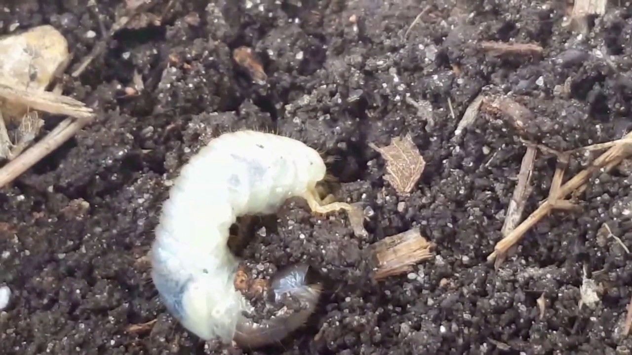 Larva pooping - YouTube