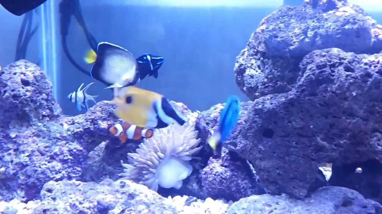 Marine Fish Tank Watch Sea Anemone Moving - YouTube
