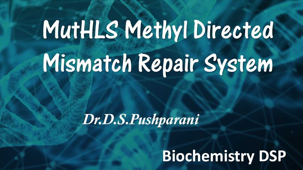 #BiochemistryDSP| MutHLS Methyl Directed Mismatch Repair System ...