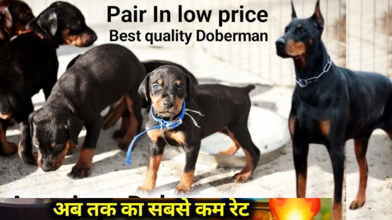 🔥 Doberman Puppies for Sale in India 🐾 | Best Price, Pure Breed ...