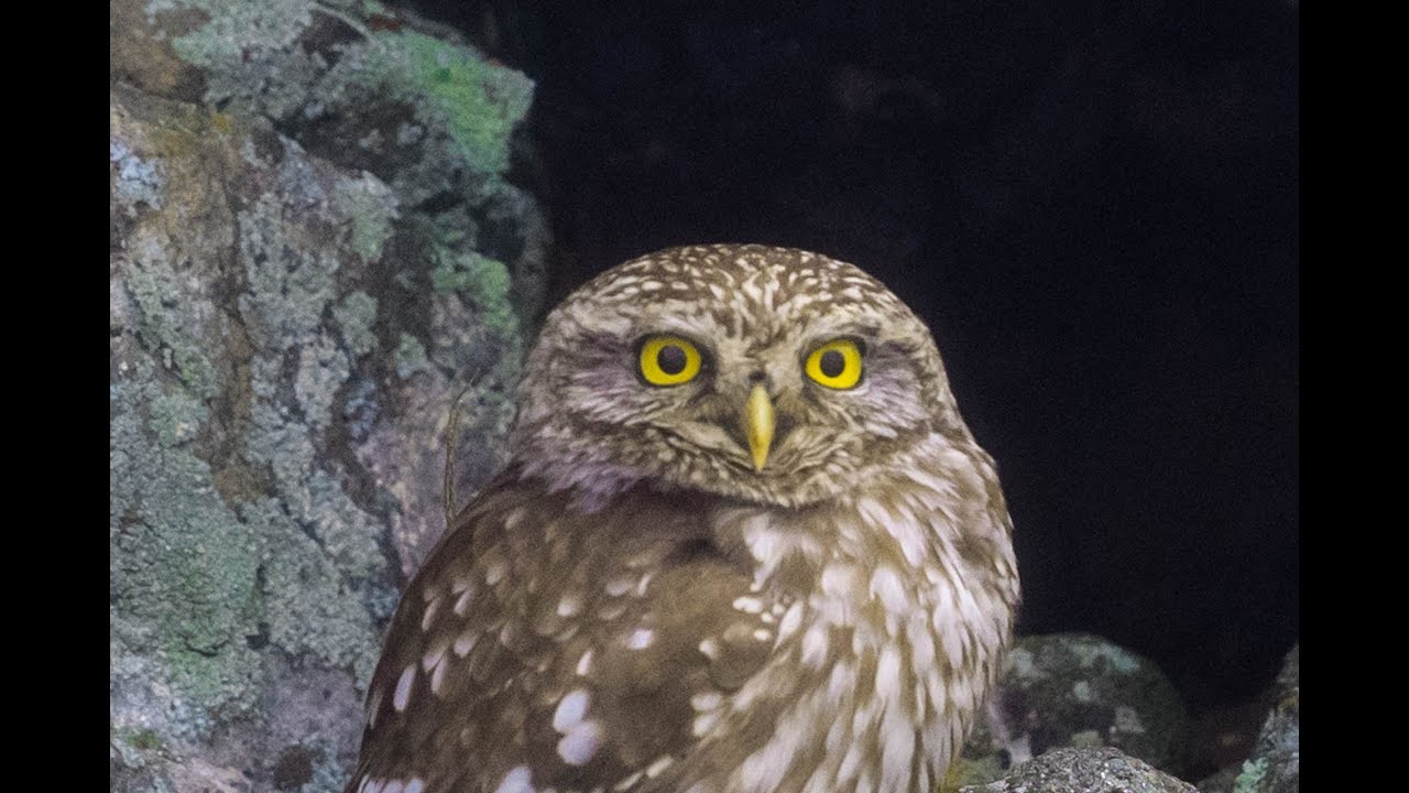 Owl posing (57 different poses) - YouTube