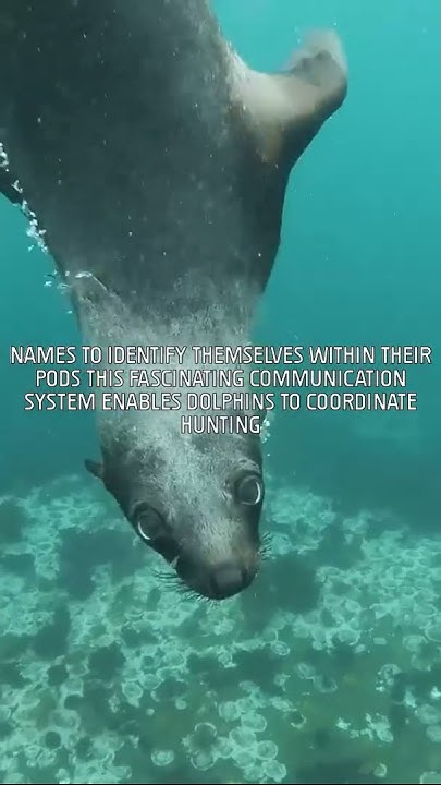 The Secret Language of Dolphins #facts #shorts #interestingfacts - YouTube