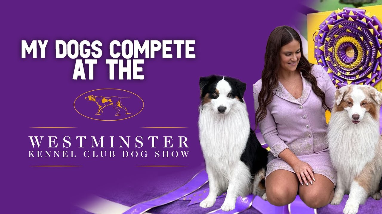 My dogs compete at the Westminster Dog Show - YouTube