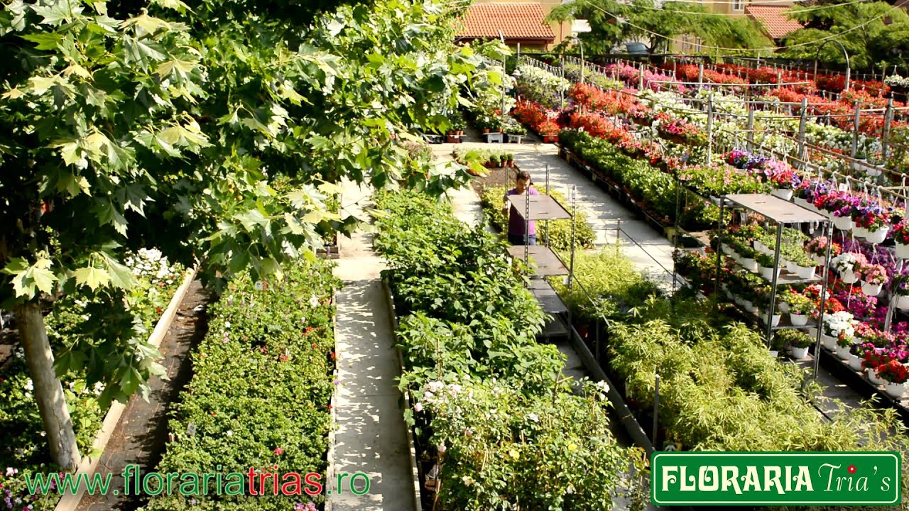 Floraria Trias - Scurta prezentare - YouTube