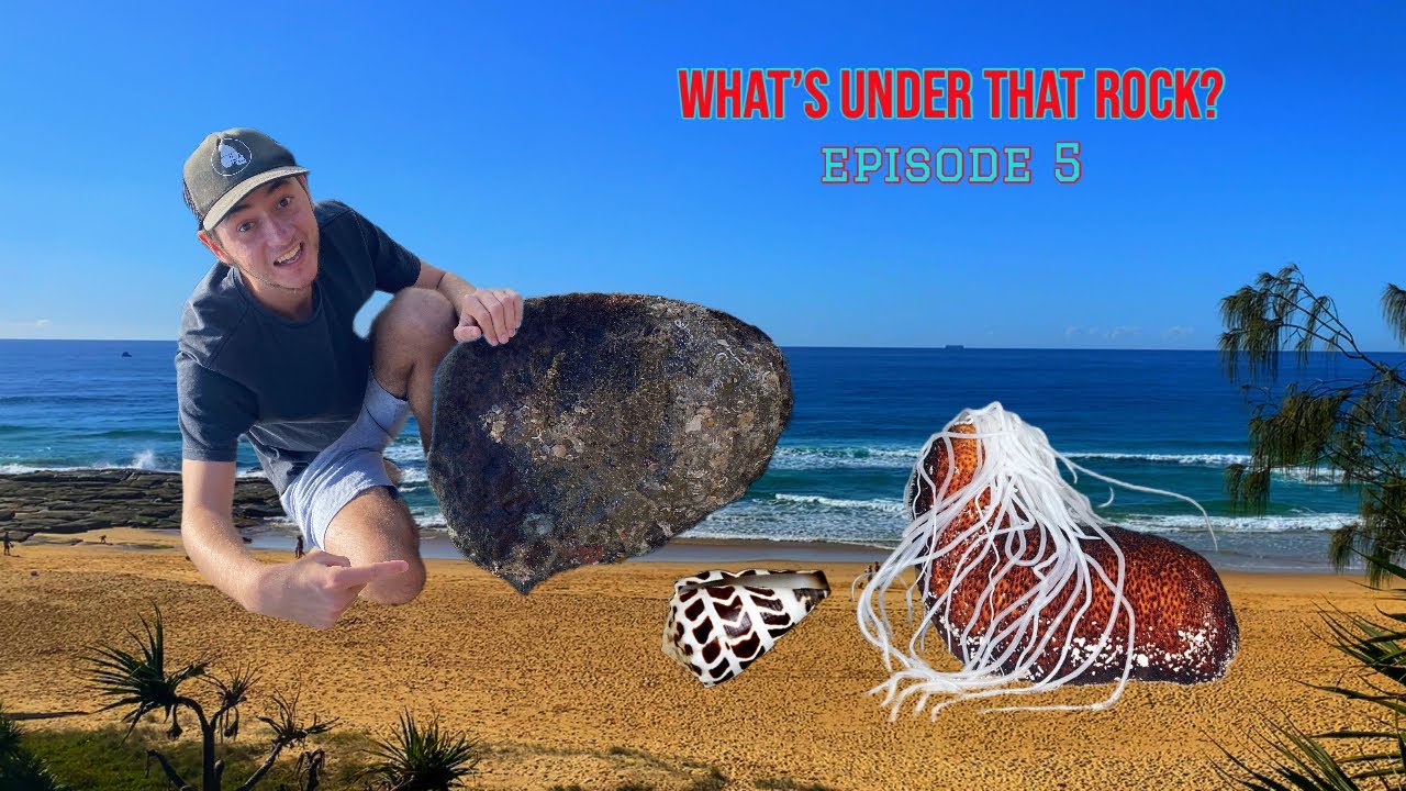 WHAT'S UNDER THAT ROCK? EPISODE 5! SEA CUCUMBERS DESTROY MR.CRABS ...