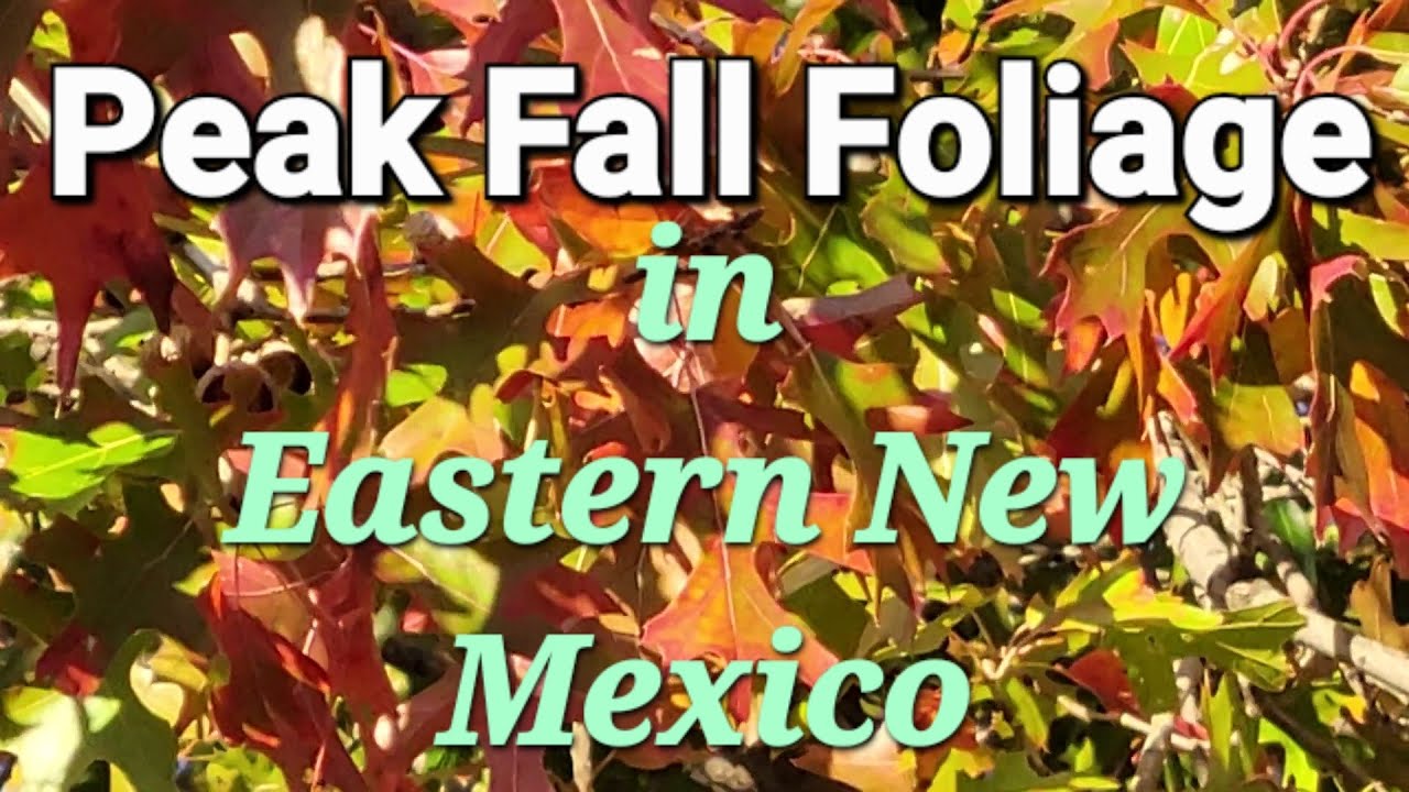 The Beauty of Peak Fall Foliage in Eastern New Mexico. Early November ...