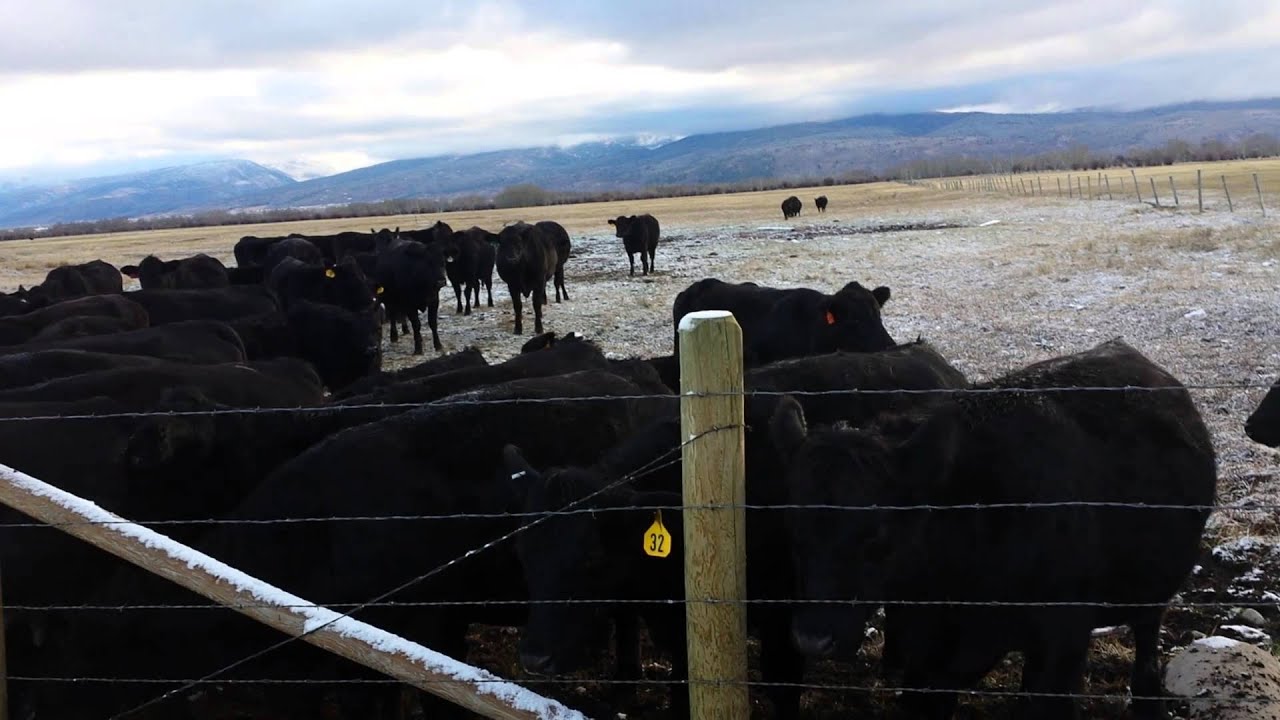 Idaho Cattle Run Nov 2014 - YouTube