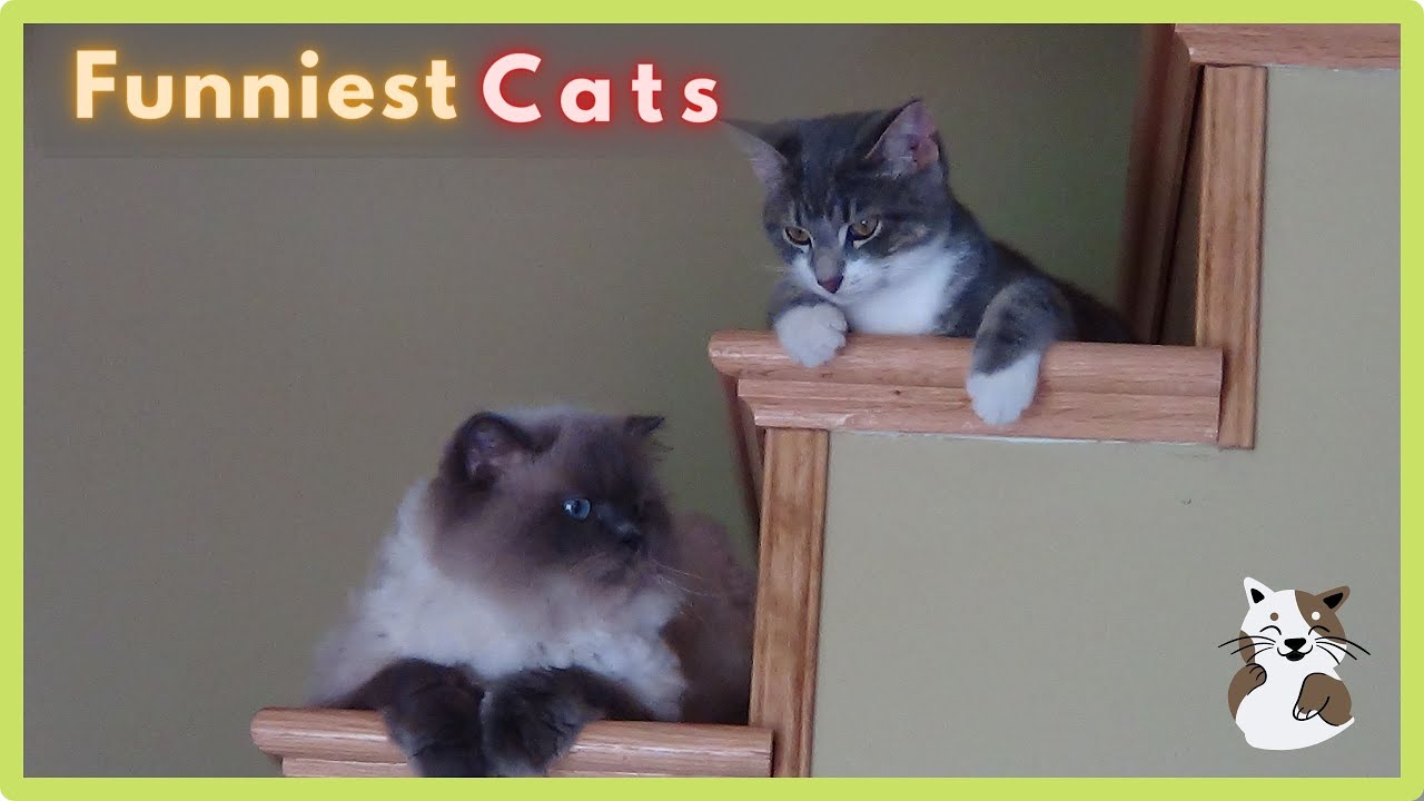 Funny Cat Doing Silly Things 😂 37C - Funny Pets in action - YouTube