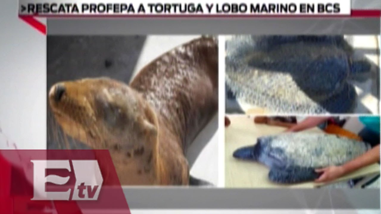 Tortuga y lobo marino fueron rescatados en Baja California Sur / Vianey ...