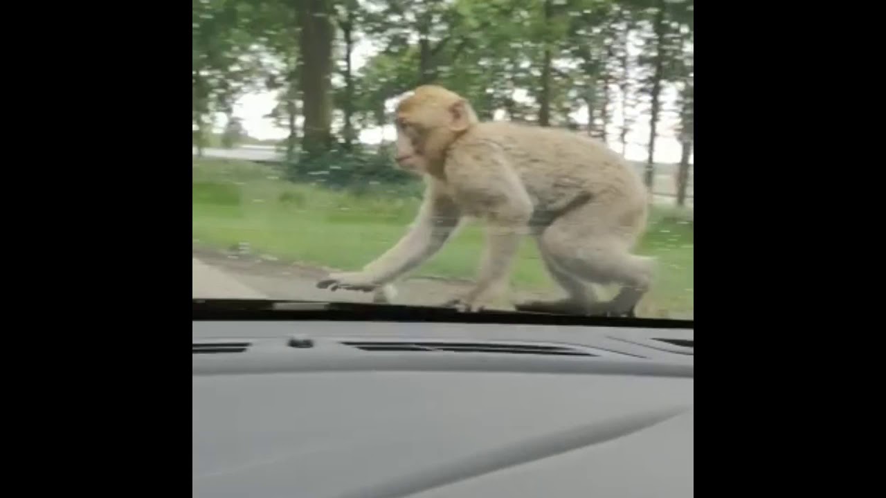 Almost hit by lightning during a monkey safari - YouTube